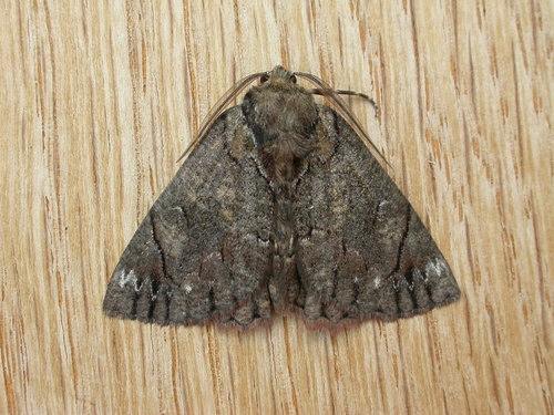 Genus Heliomystis · iNaturalist