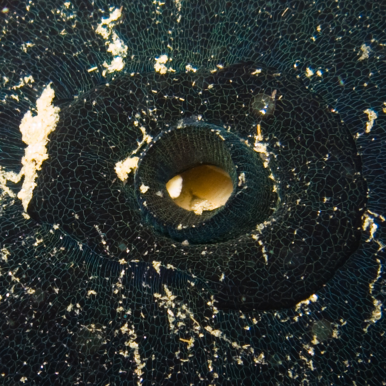 Giant Keyhole Limpet from Monterey, CA on October 18, 2008 by Ken-ichi ...