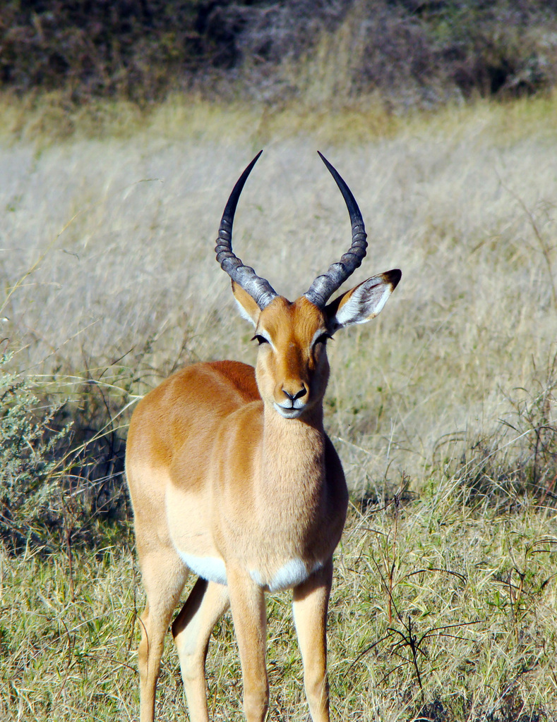 Common Impala from North-West, Botswana on July 23, 2009 at 11:33 PM by ...