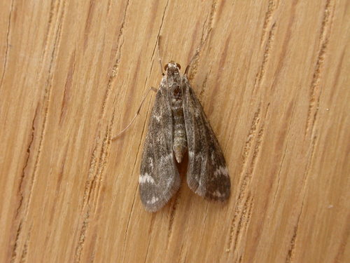 Genus Hygraula · iNaturalist