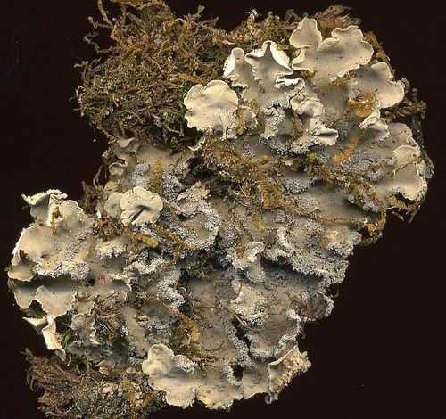 Genus Leioderma · iNaturalist