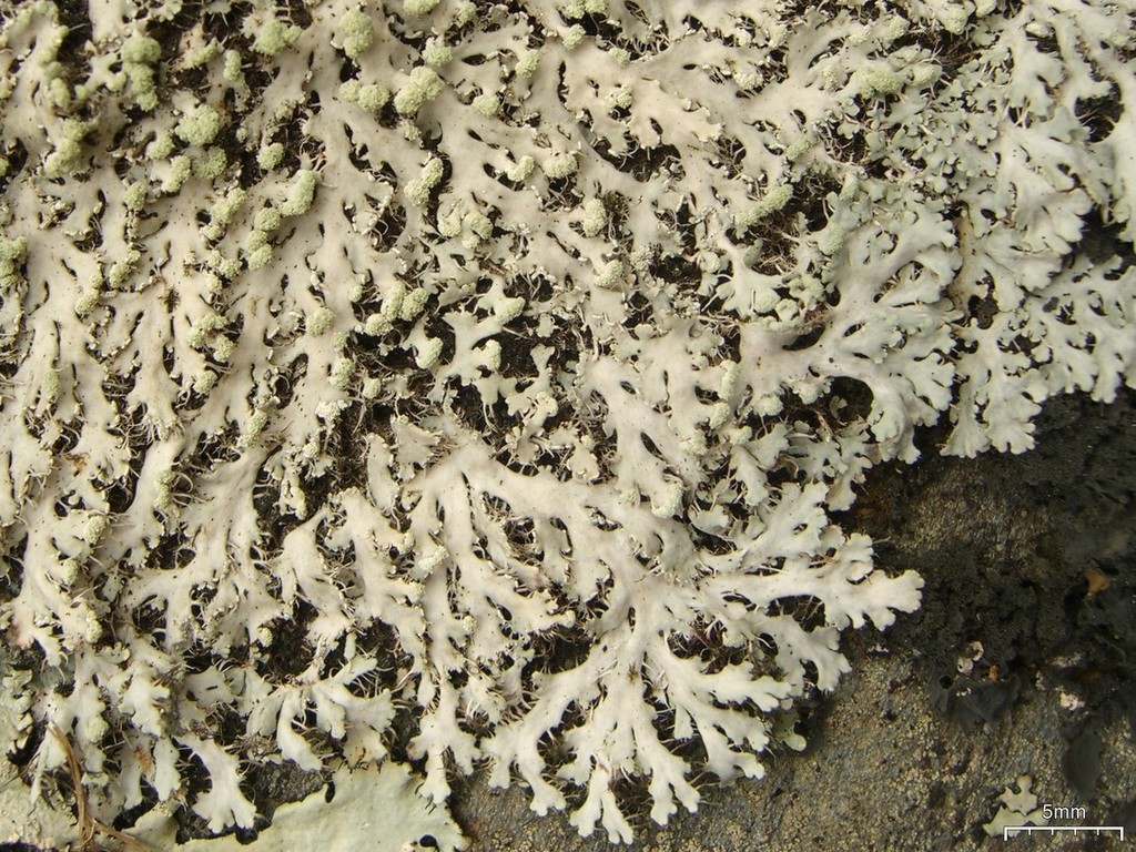 Powdered Fringe Lichen (National Capital Region Lichens ) · iNaturalist