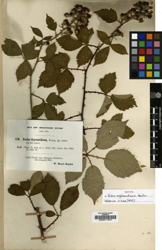 Rubus anglocandicans · iNaturalist Mexico