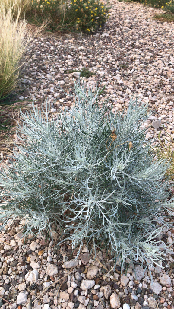 threadleaf groundsel from Hobbs on July 4, 2020 at 02:00 AM by ...