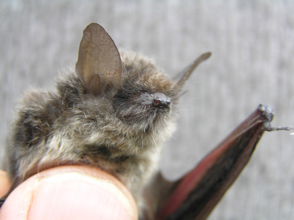 Yuma Myotis from Cuernavaca, Mor., México on May 29, 2007 by David ...