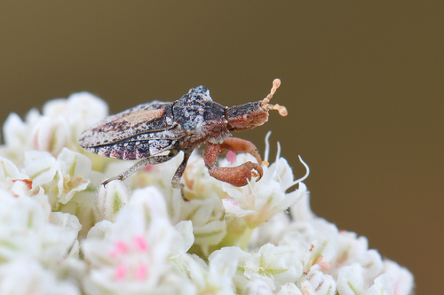 Macrocephalus barberi · iNaturalist