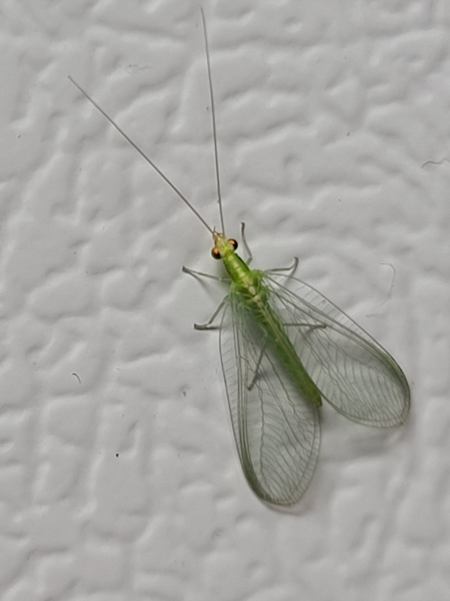 Chrysoperla plorabunda (Fitch, 1855)