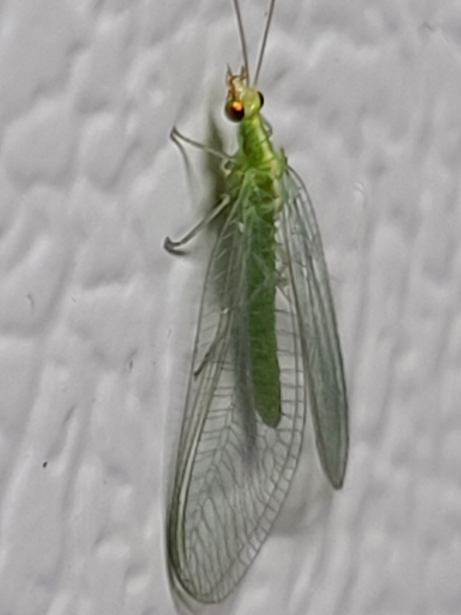 Chrysoperla plorabunda (Fitch, 1855)
