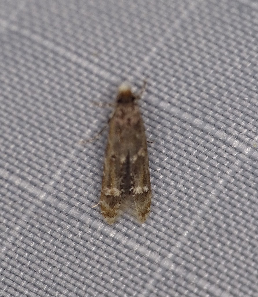 Tineidae clade b from Ingham, Michigan, United States on July 03, 2020 ...