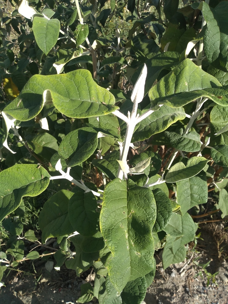 tepozan from Miguel Abed, Puebla, Pue., México on June 28, 2020 at 05: ...