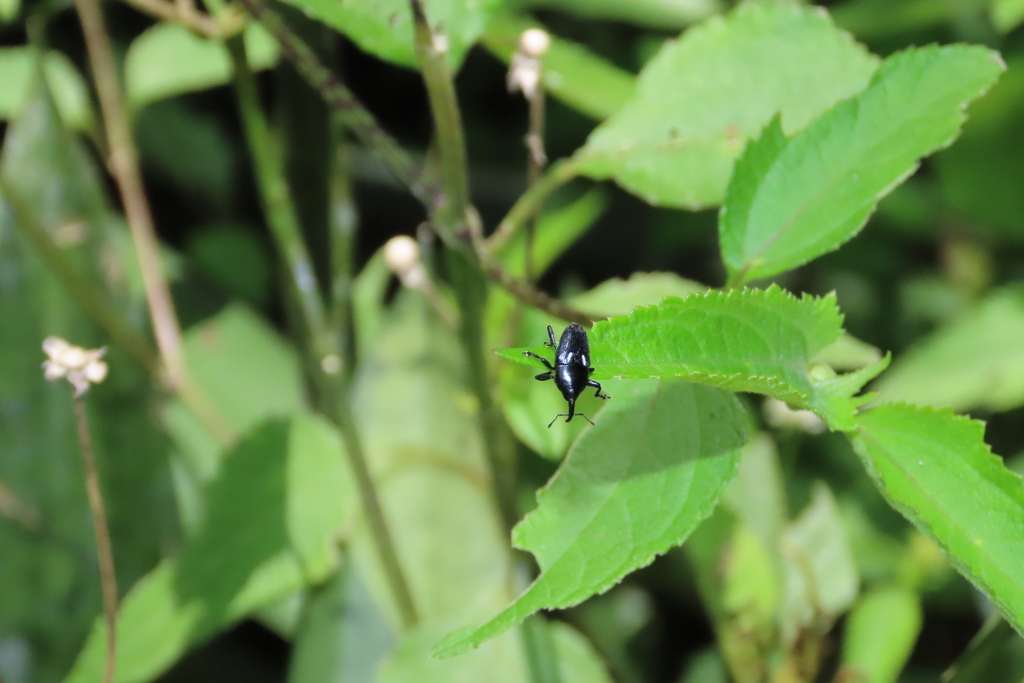 Linomadarus distigma from Catemaco, Ver., México on June 28, 2020 at 12 ...