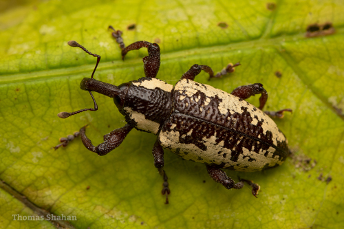 Avocado Weevil (Heilipus squamosus) · iNaturalist