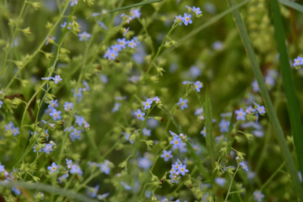 Tufted Forget-me-not from Новосибирский р-н, Новосибирская обл., Россия ...