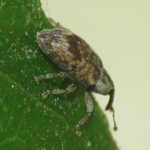 (Ellescus ephippiatus)