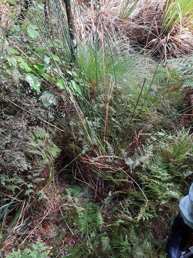 Loose-flowered Rush in July 2020 by Leon Perrie. Stem diameter 5+ mm ...
