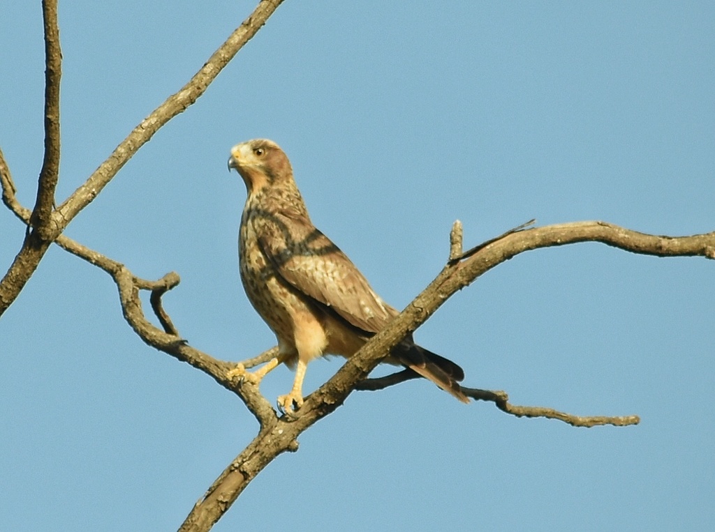 White-eyed Buzzard from Gir Wildlife Sanctuary and National Park on ...