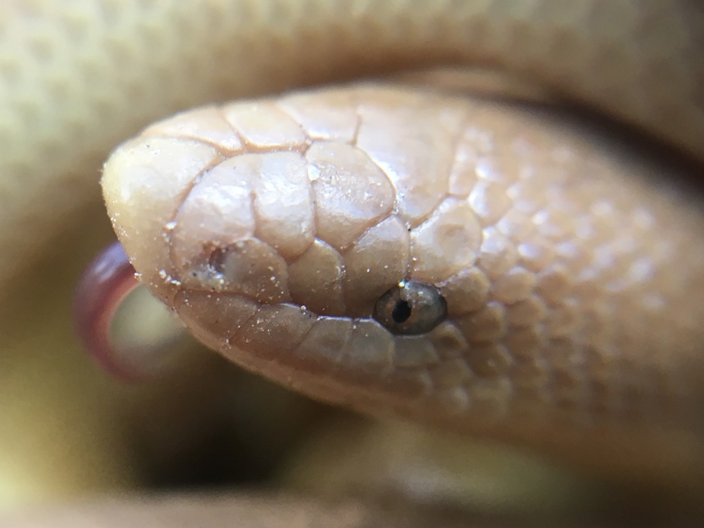 Northern Rubber Boa from Tulare, California, United States on June 3 ...