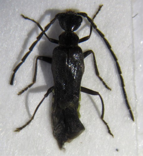 Malthodes mysticus · iNaturalist