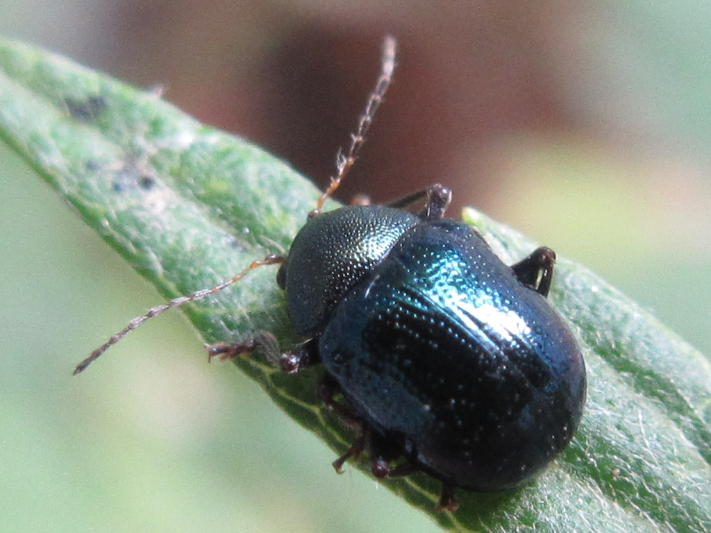 Dactylispa fulvipes (Motschulsky, 1861)