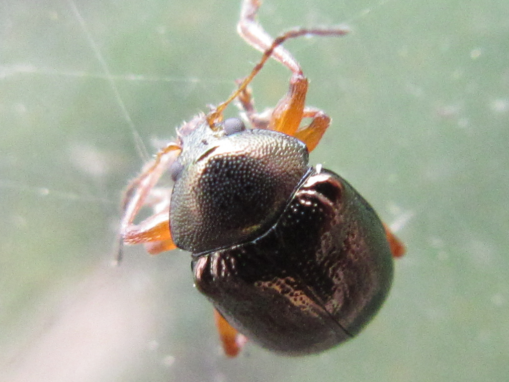 Dactylispa fulvipes (Motschulsky, 1861)
