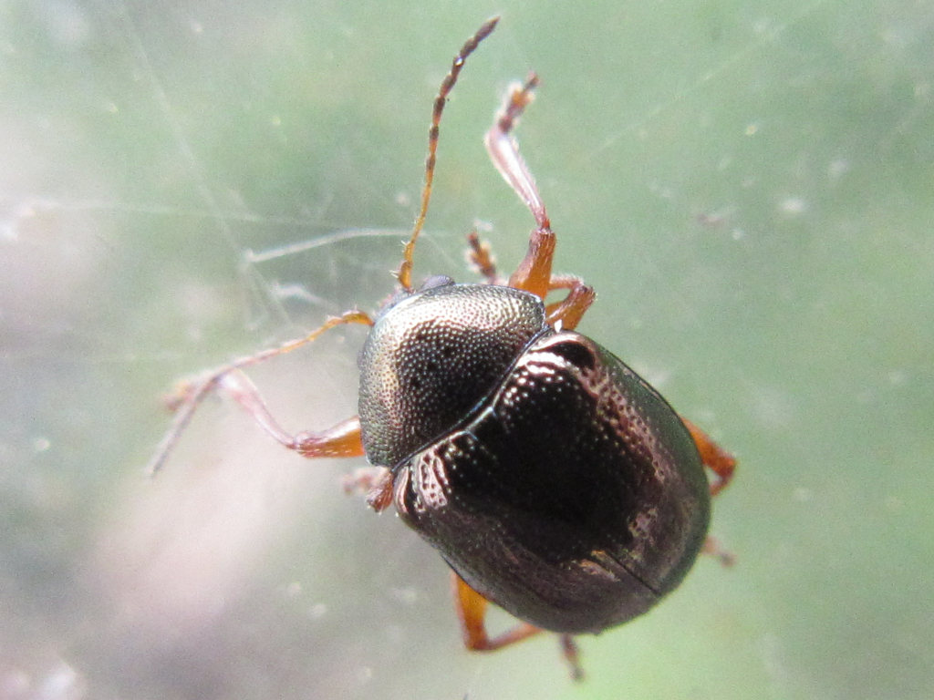 Dactylispa fulvipes (Motschulsky, 1861)