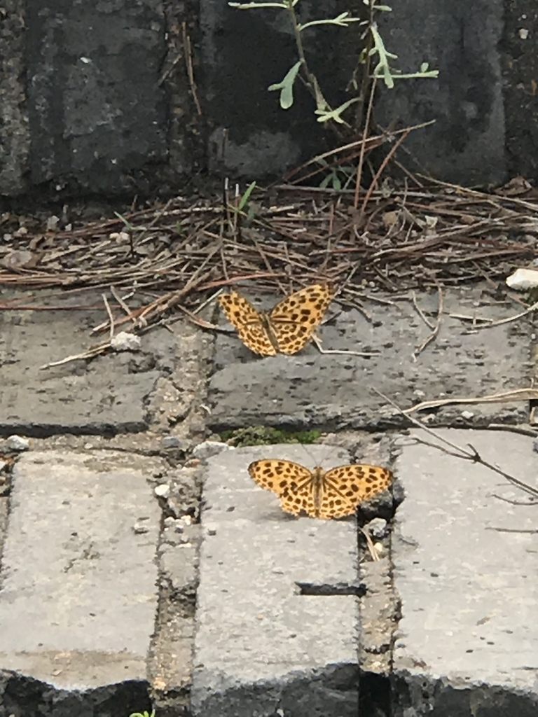 Spotted leopard butterfly from Beijing, Beijing, CN on July 04, 2020 at ...