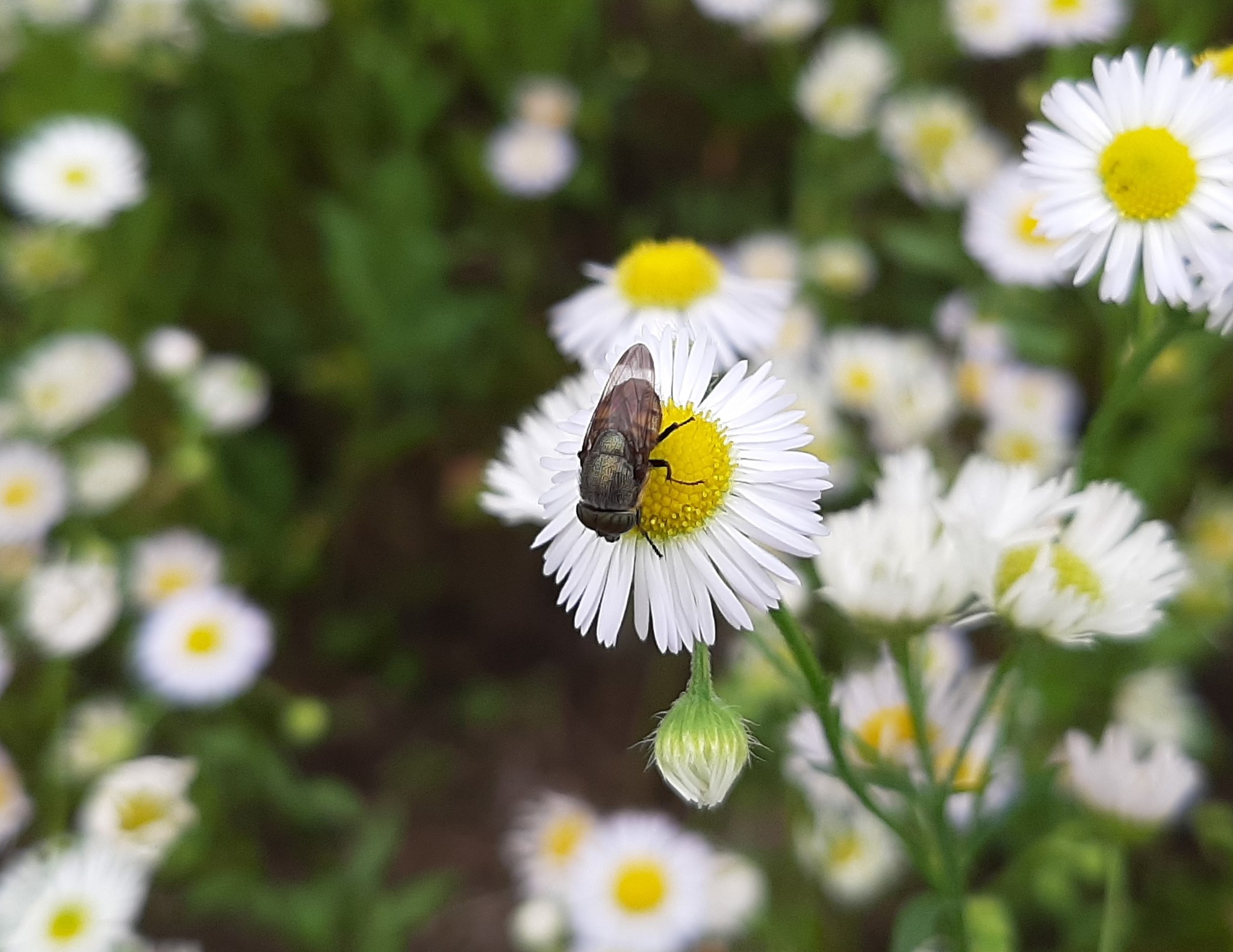 Stomorhina obsoleta (Wiedemann, 1830)