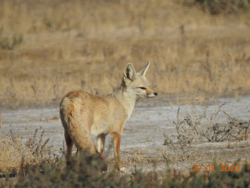 Indian Fox (Vulpes bengalensis) - Know Your Mammals