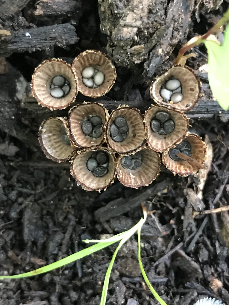 Birds Nest Fungi