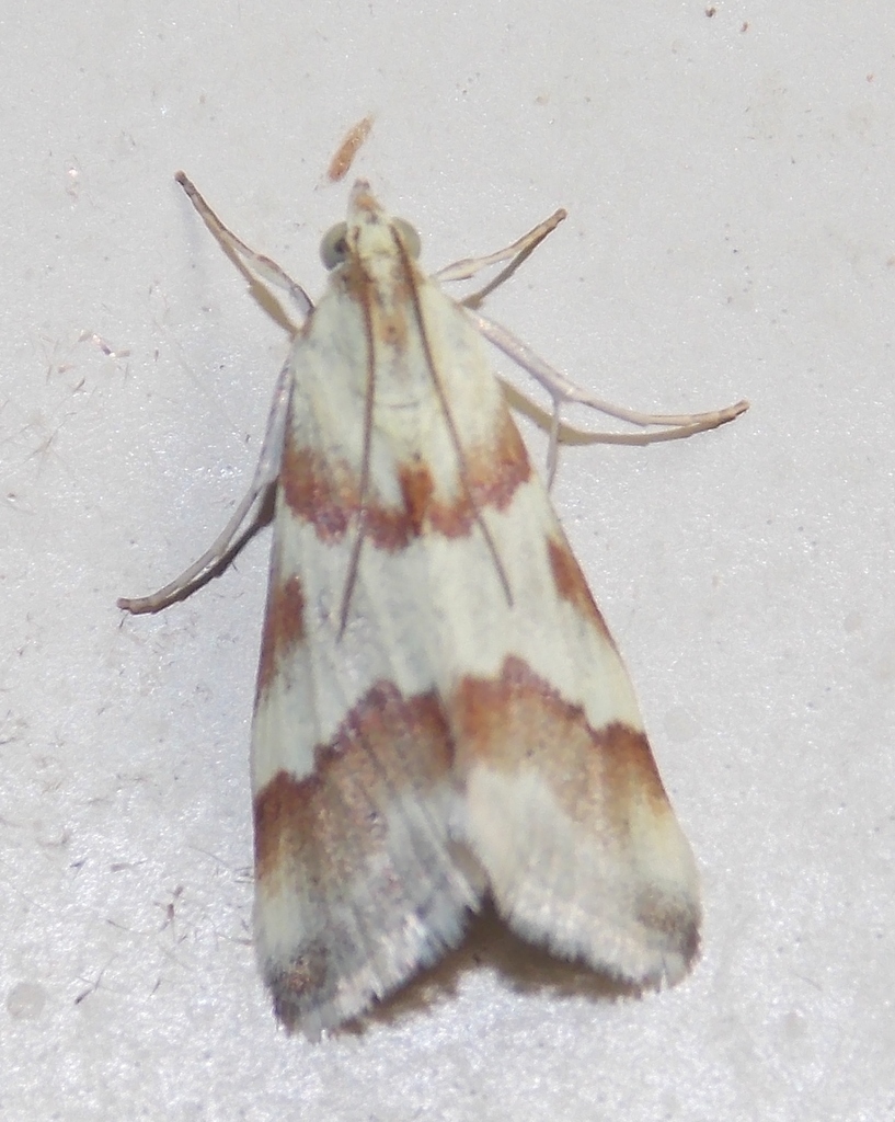 Rufous-banded Crambid Moth from 7929 Irvington Rd, Omaha, NE 68122, USA ...