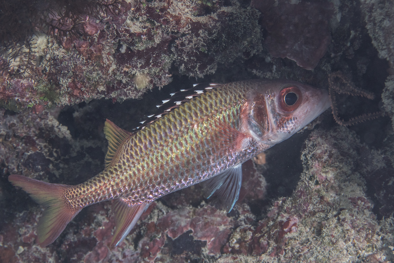 Neoniphon opercularis (Valenciennes, 1831)