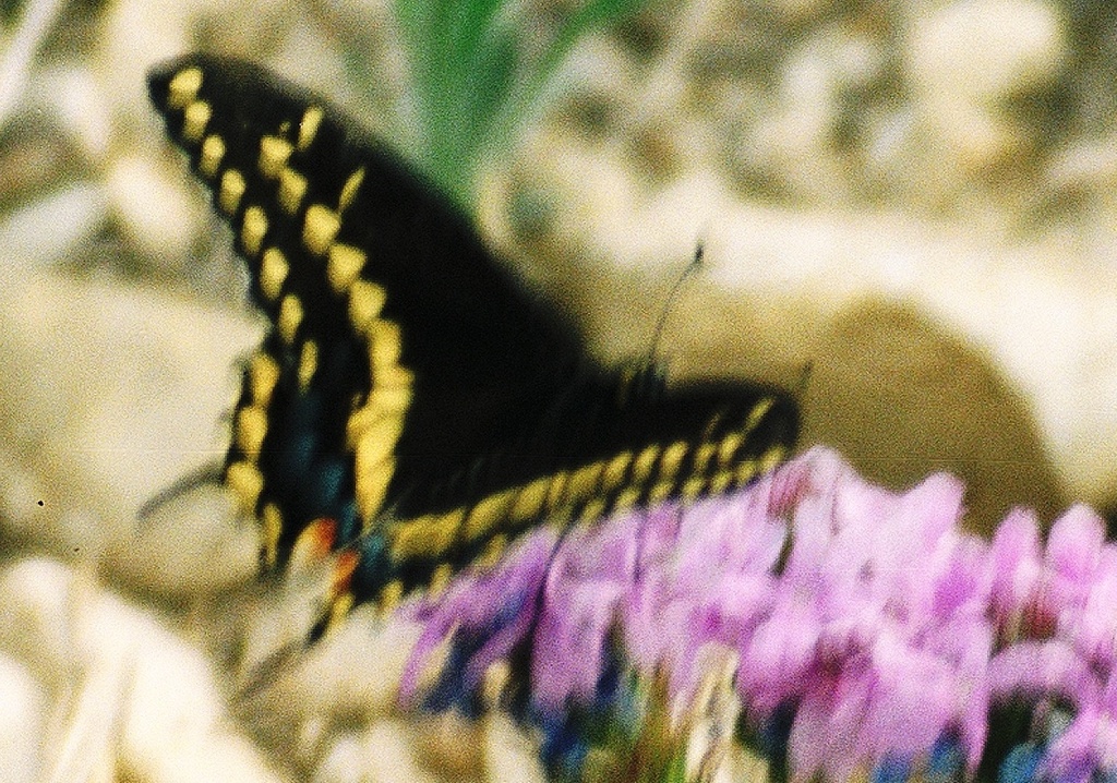 Black Swallowtail from fort hood, TX on May 4, 1996 by James Shelton ...