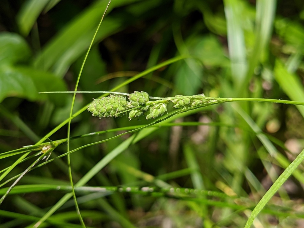 Swan's sedge in July 2020 by Pat Deacon · iNaturalist