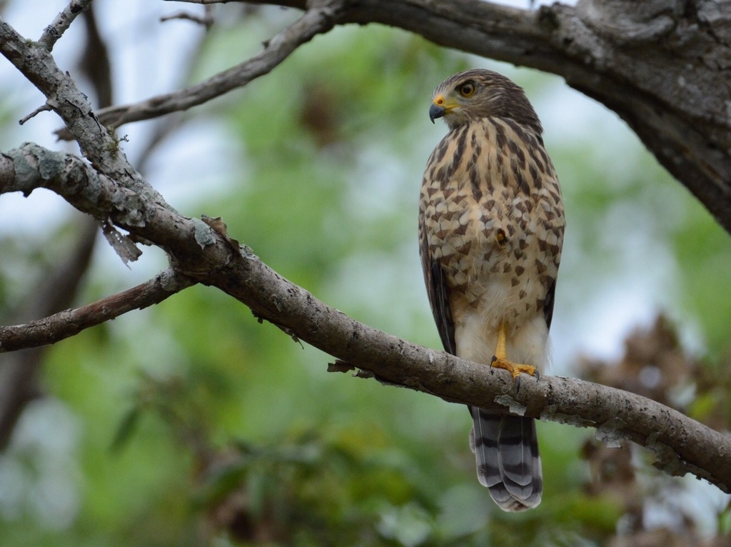 Roadside Hawk from Mérida, MX-YU, MX on June 3, 2017 at 06:47 PM by ...