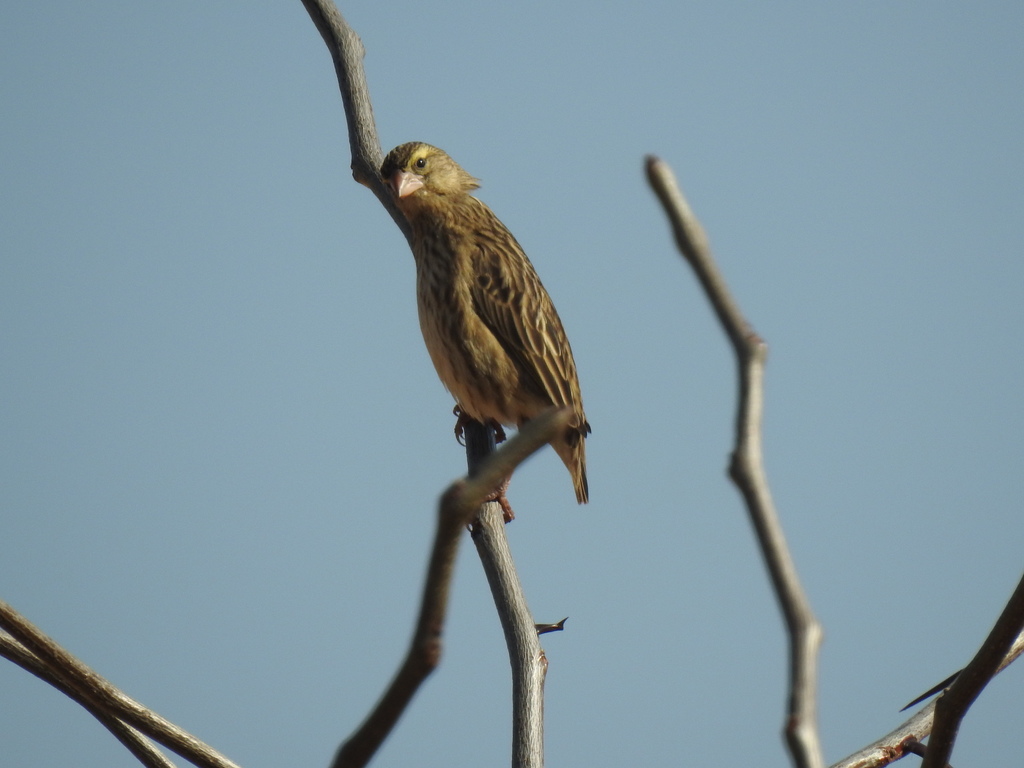 Bishops and Widowbirds from Northern Farm, Gauteng, South Africa on ...