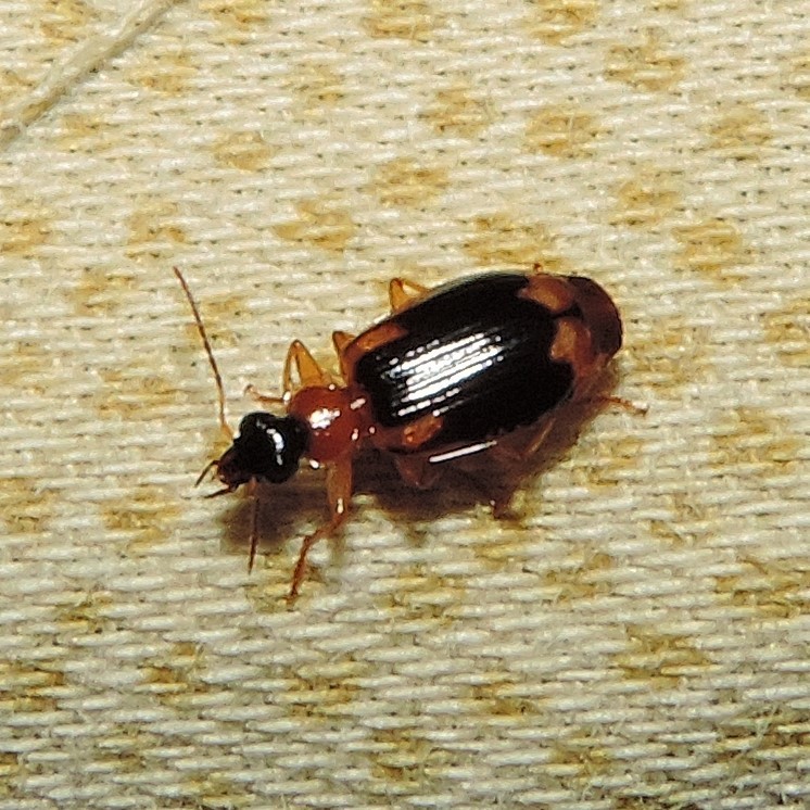 Lebia analis from Ballenger Creek, MD, USA on July 3, 2020 at 10:46 AM ...