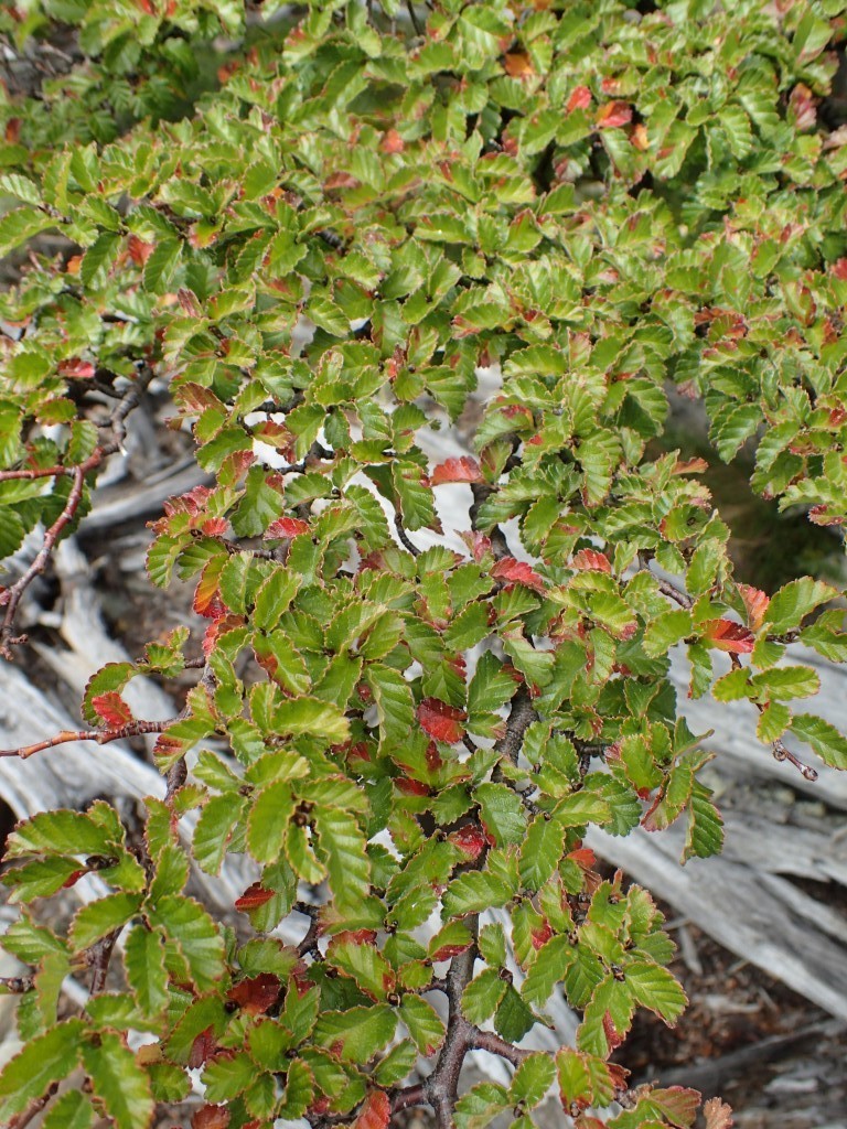 Lenga Beech from Lago Argentino Department, Santa Cruz Province ...