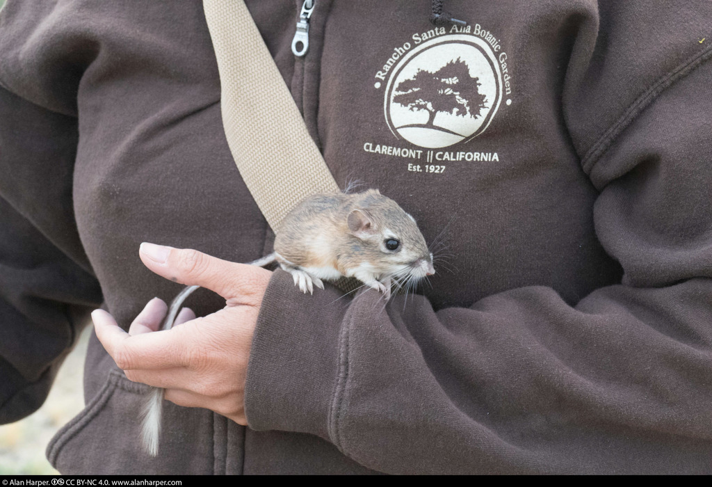 Dulzura Kangaroo Rat (Dipodomys simulans) - Know Your Mammals