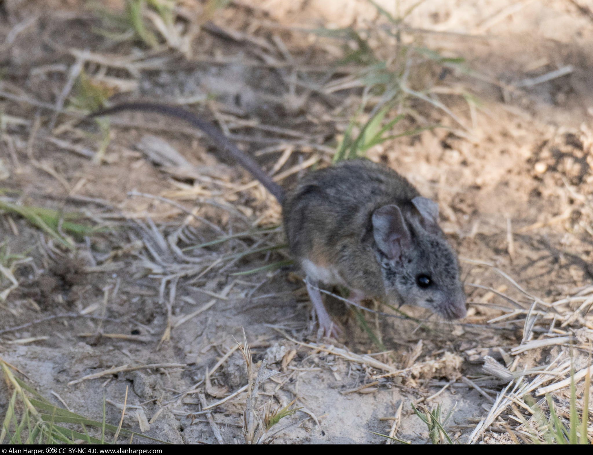Peromyscus eremicus (Baird, 1857)