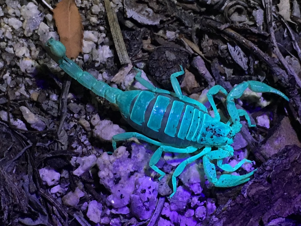 California common scorpion from Tulare County, CA, USA on June 4, 2017 ...