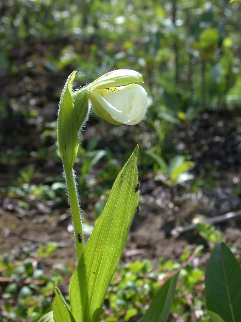 Sparrow's-egg Lady's Slipper in July 2002 by Don Sutherland. locally ...