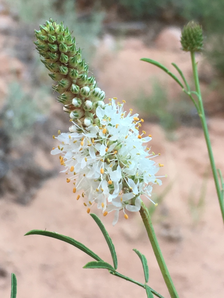 white prairie clover (Denver-Boulder Metro Area: Yellow, White and ...