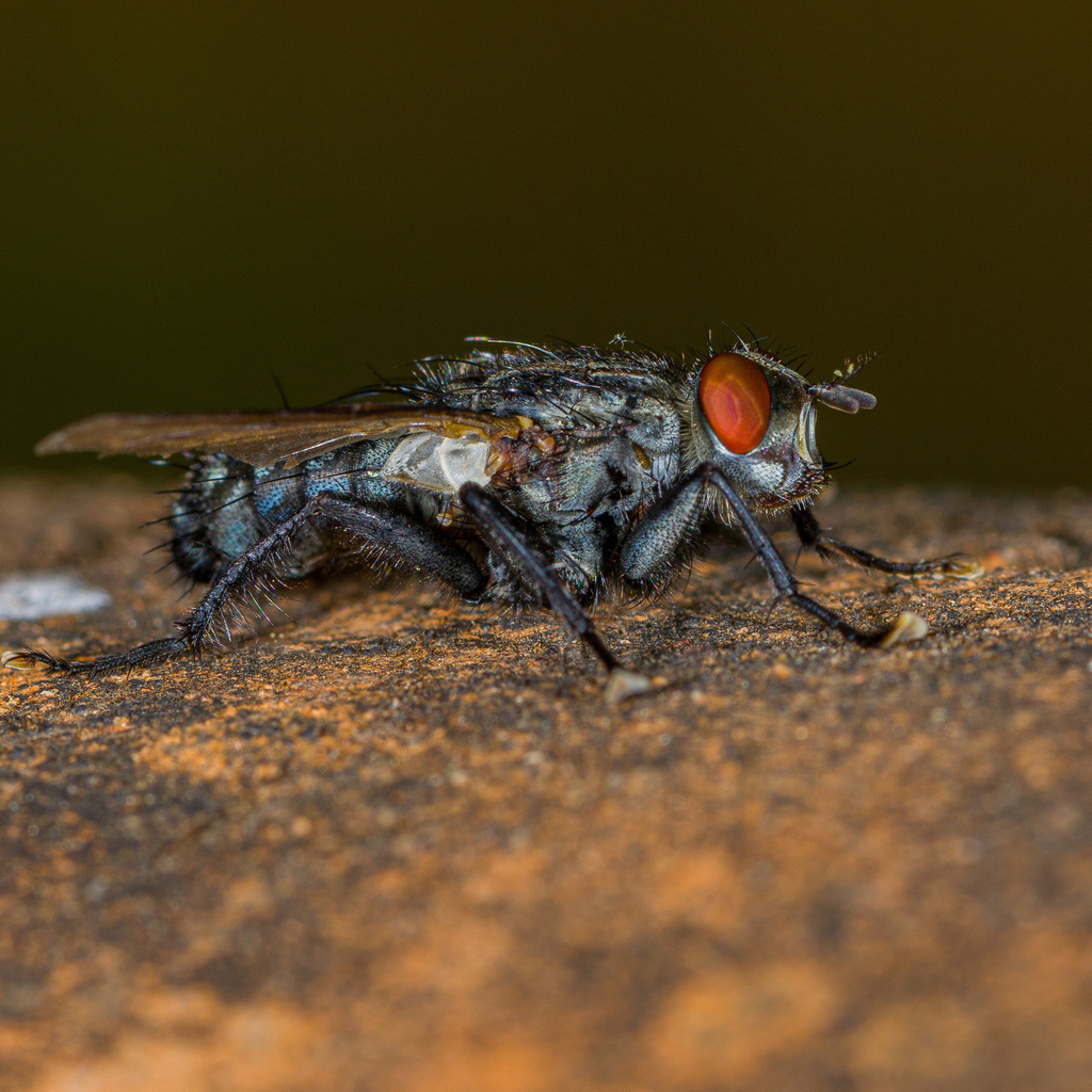 Bot Flies, Blow Flies, and Allies from Çamlı, Marmaris, Muğla, TR on ...