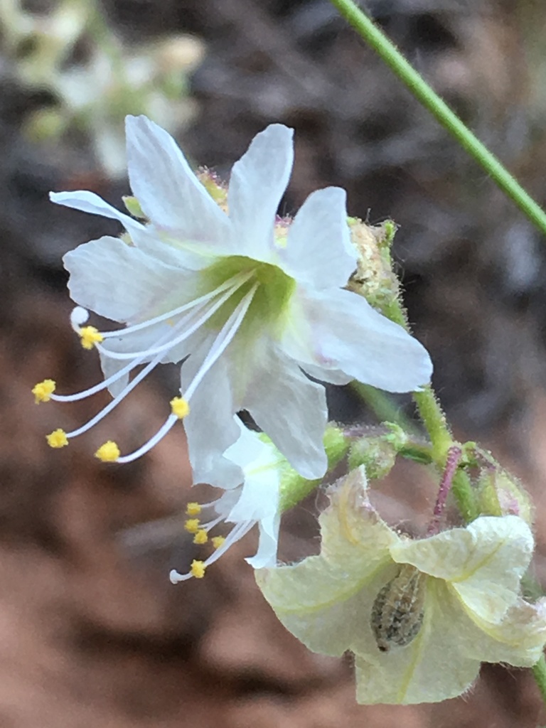 Narrowleaf Four o'Clock (Plants of Cherry Creek State Park) · iNaturalist