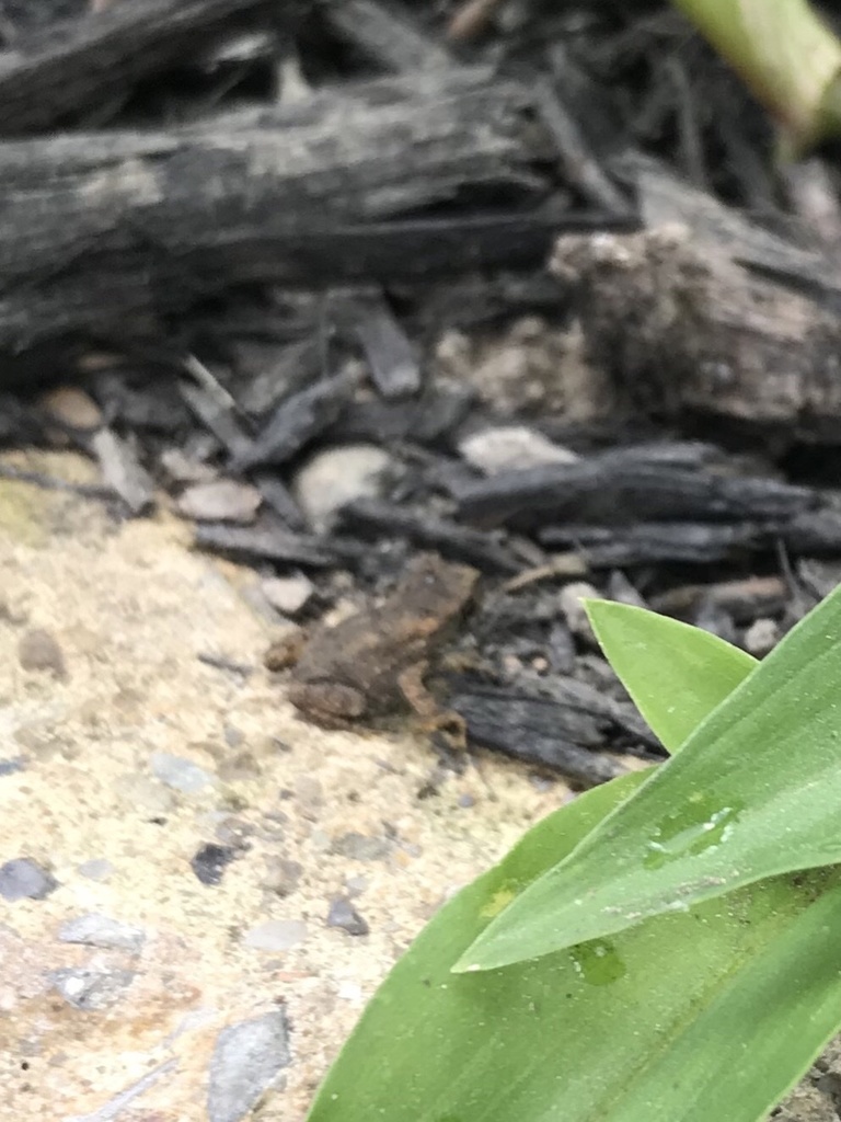 American Toad from Williamson Rd, Templeton, PA, US on July 4, 2020 at ...