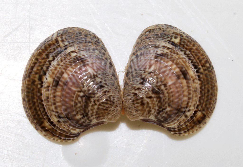 Striped Venus from North Aegean, Aegean, GR on July 4, 2020 at 06:45 PM ...
