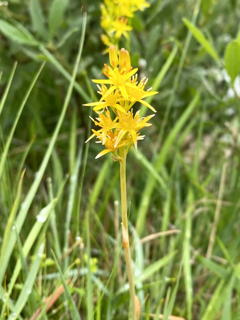 bog asphodel from Lake District National Park, Keswick, England, GB on ...