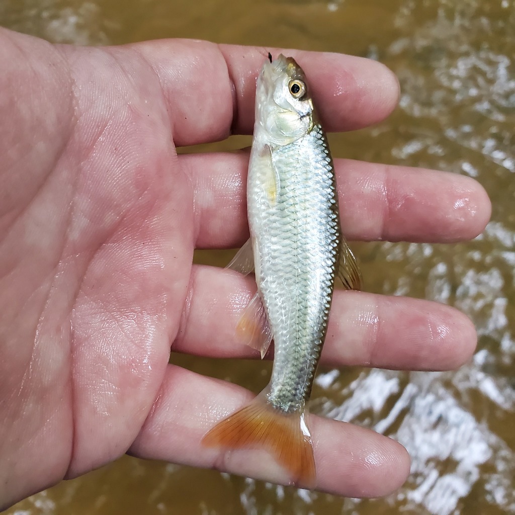 Bluntface Shiner in June 2020 by Mathew A Williams · iNaturalist