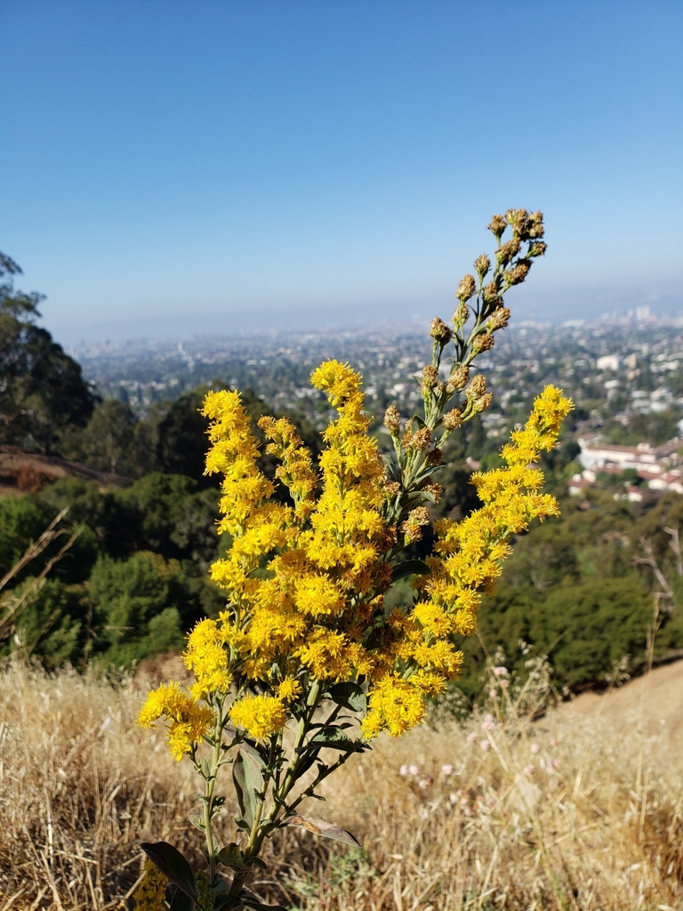velvety goldenrod from Panoramic Hill, Oakland, CA, USA on July 04 ...