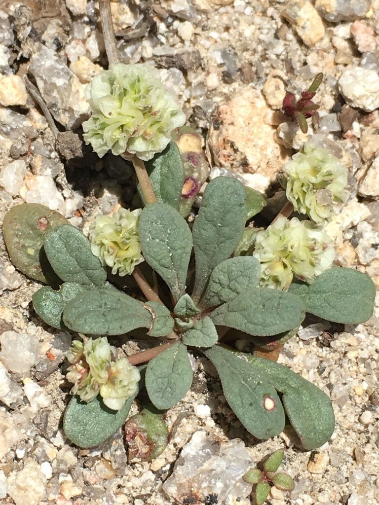 pussypaws (Montiaceae (Miner's Lettuce) of the Pacific Northwest ...